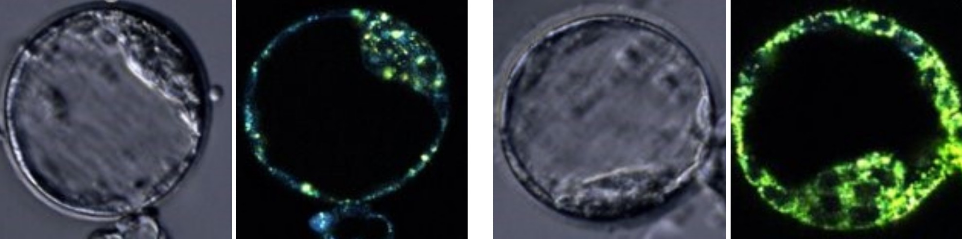 IBEC researchers lead a European ATTRACT Project to develop a ...